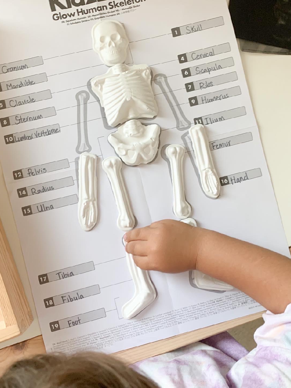 Human Skeleton - WonderHouse of Littles