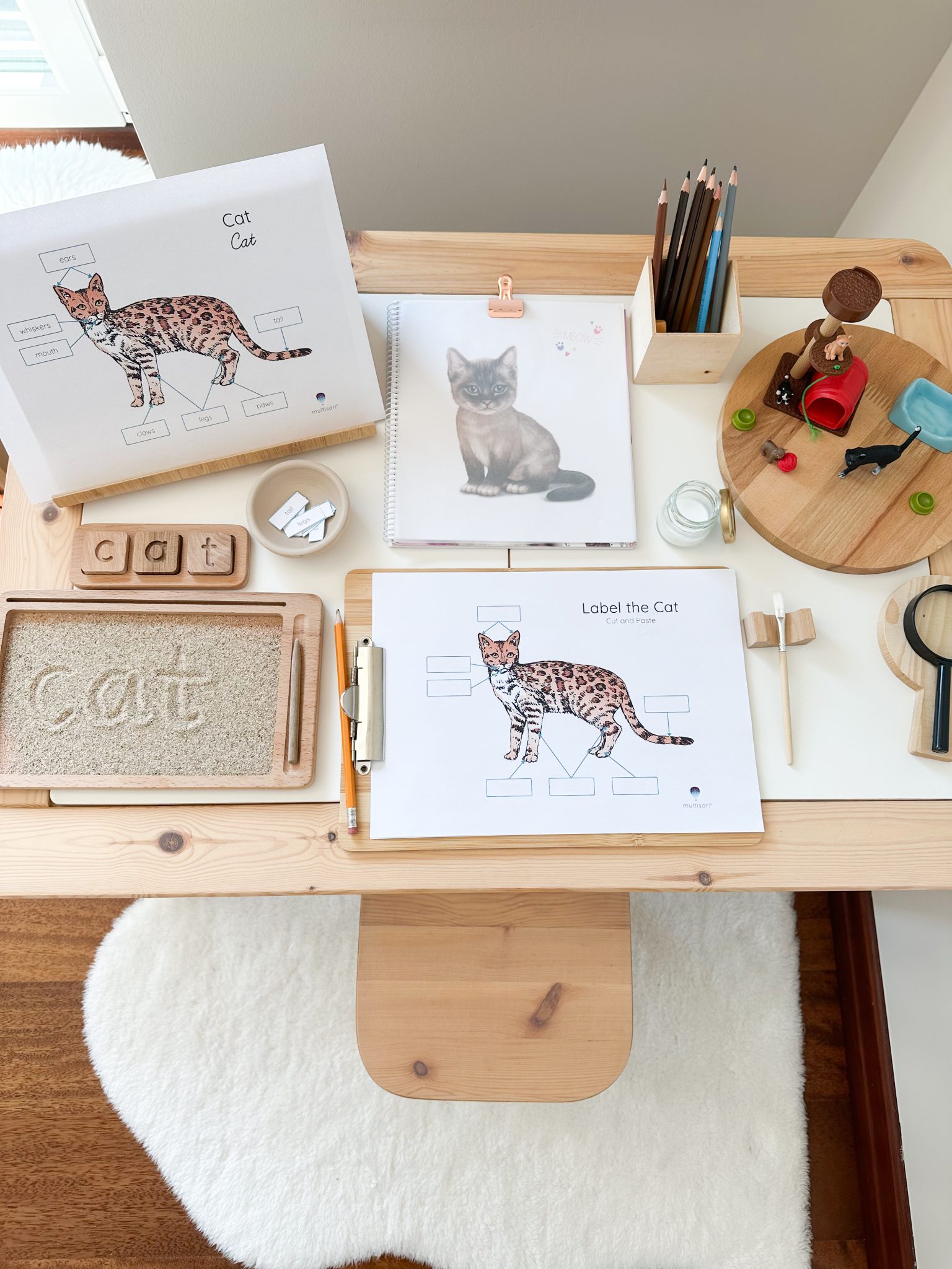 Anatomy of a Cat – WonderHouse of Littles